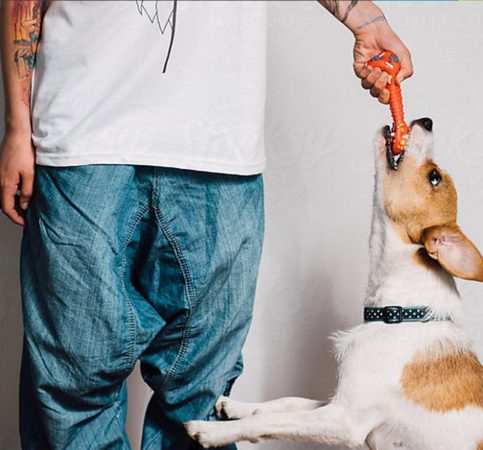 BüD'z - Toys and accessories for dogs and cats