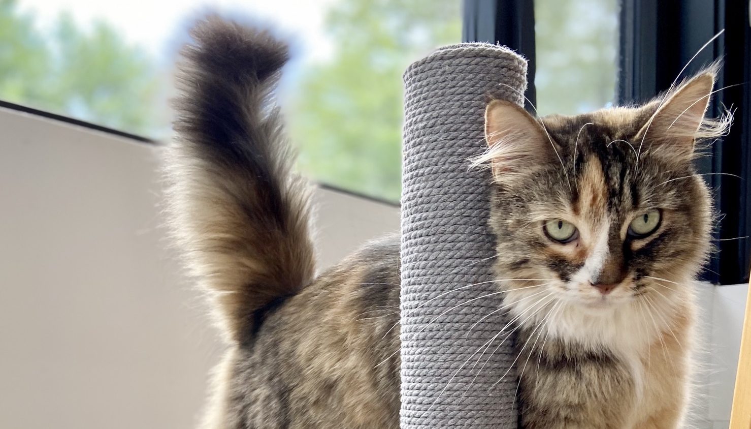BüD'z - Toys and accessories for dogs and cats